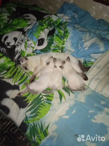 Кошки