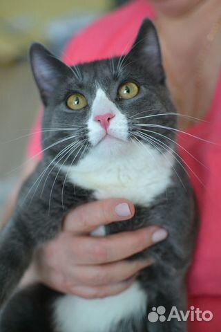 Котик Илюша ищет дом