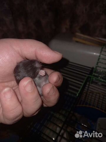 Серийские хомяки