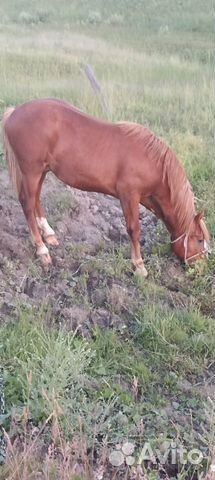 Жеребчик советский тяжеловос