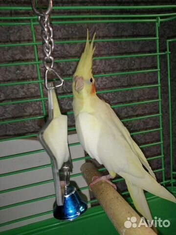 Корелла самка