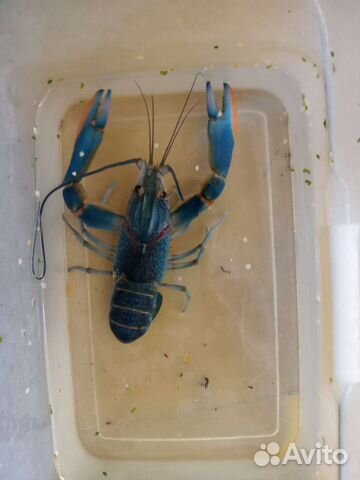 Австралийский красноклешневый рак