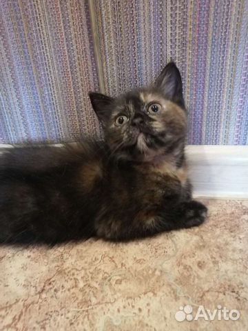 Котенок. Шотланка. Скоттиш страйт