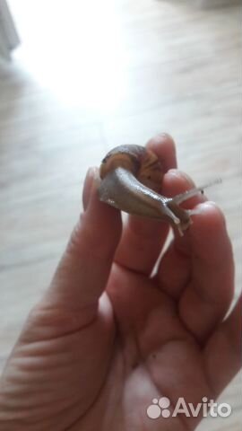 Ахатинские улитки бесплатно