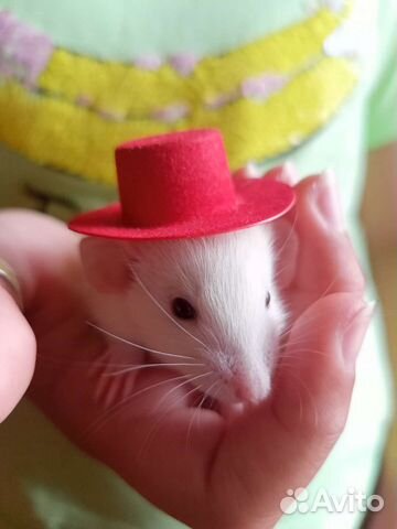 Крысята дамбо бесплатно