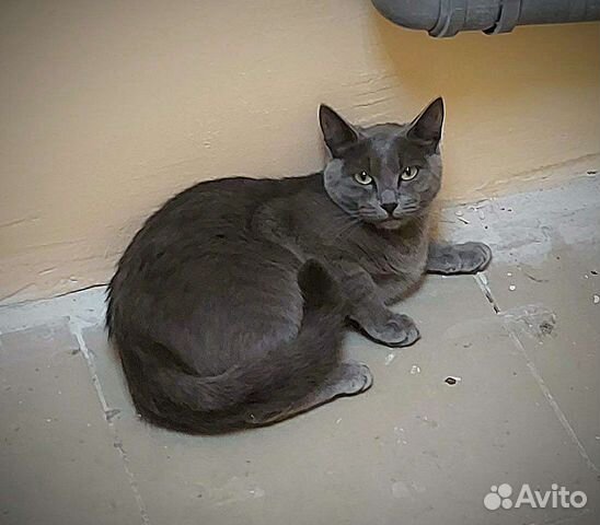 Кошка Русская голубая стерилизована