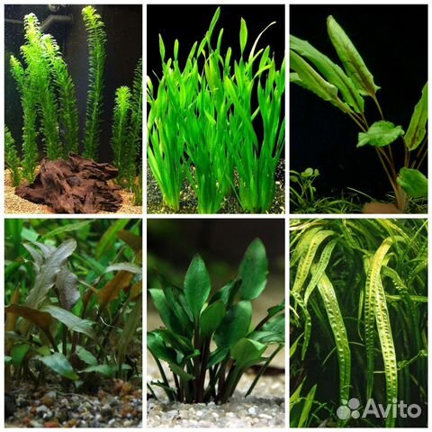 Аквариумное растение