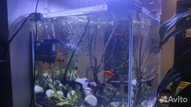 Меченосцы кои