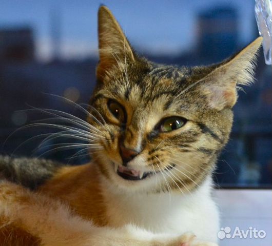 Чудесная игривая девочка 8,5 мес ищет дом