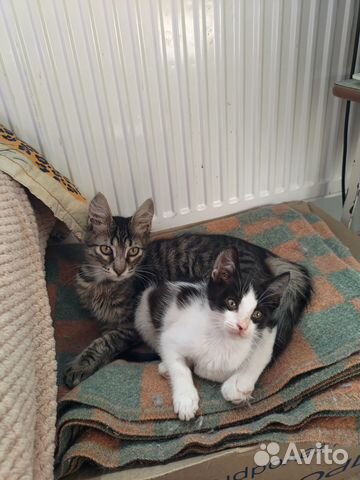 Лучшие друзья ищут заботливую семью