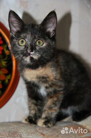 Пестрая кошечка