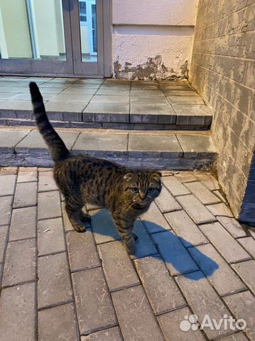 Найден кот метро Динамо. Хозяин найдись