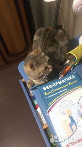 Cpoчнo кошечка в добрые руки