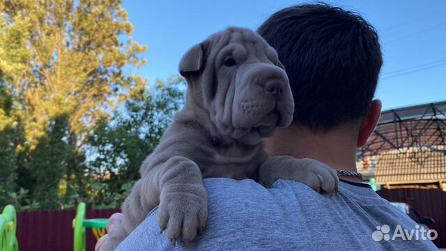 Лиловые, голубые щенки Шар-Пея