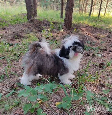 Звёздная девочка