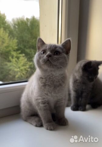Британский котенок лиловый окрас