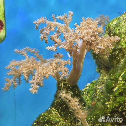 Камень доя морского аквариума с капнеллой