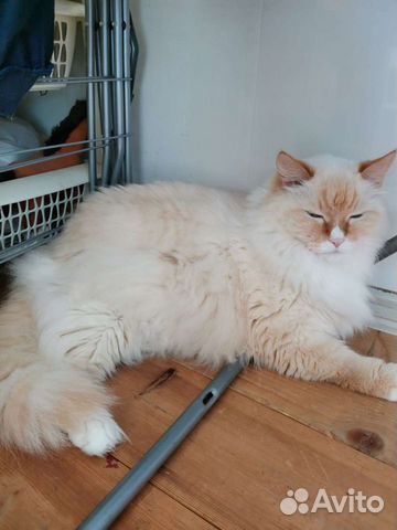 Невская маскарадная бесплатно