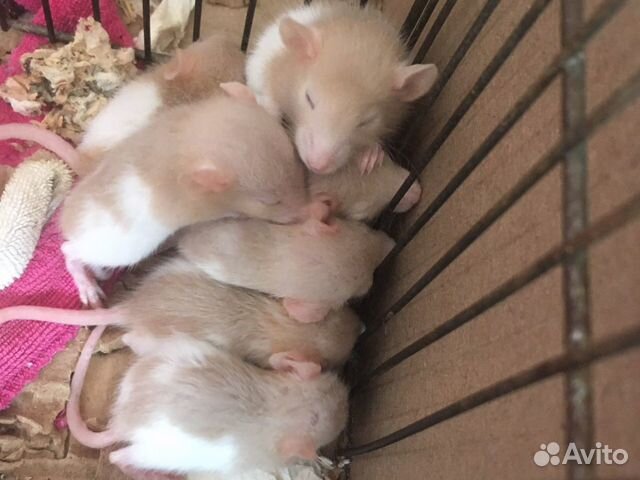 Крысята в добрые руки