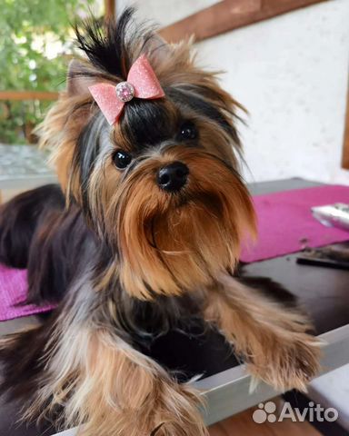 Йоркширский терьер девочка