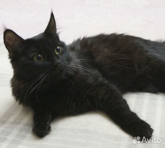 Кошечка-потеряшка, черная, красивая и ласковая