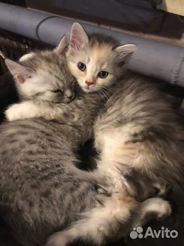 Кошки, 2 месяца