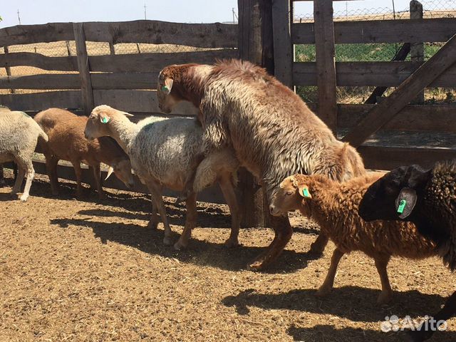 Бараны на племя