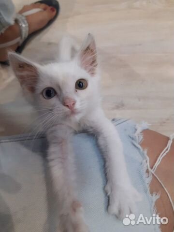 Белый котёнок с разными глазами