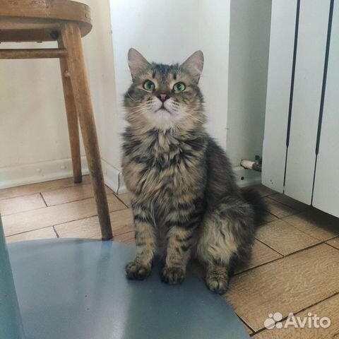 Кошка сибирская