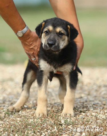 Щенок растёт в приюте