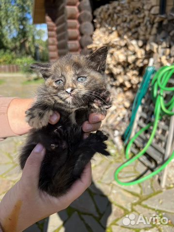 Котенок девочка в добрые руки темная трехцветная