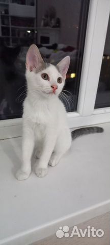 Котята в добрые руки даром