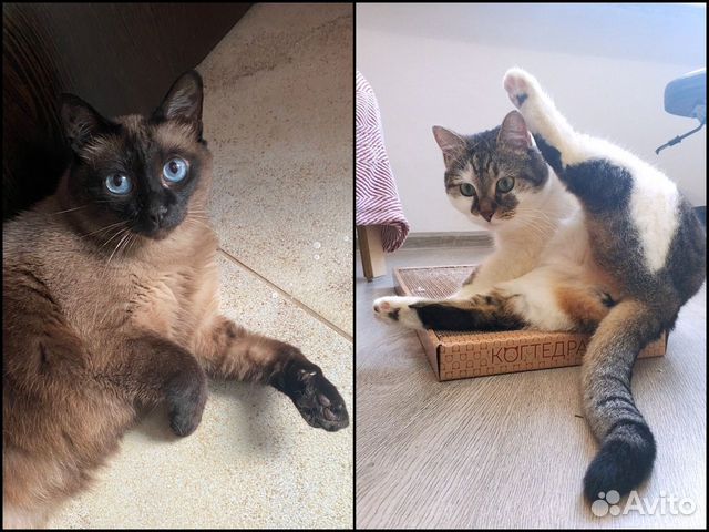 Кошки в разные семьи