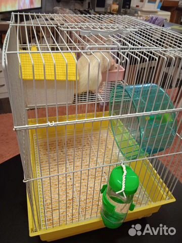 Крыса домашняя белая с красными глазками