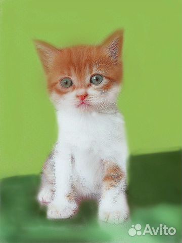 Котенок Бублик 2 два мес
