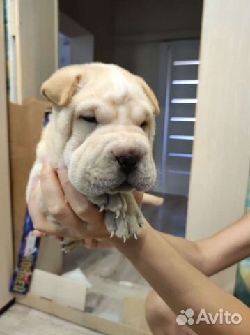 Щенки шарпей