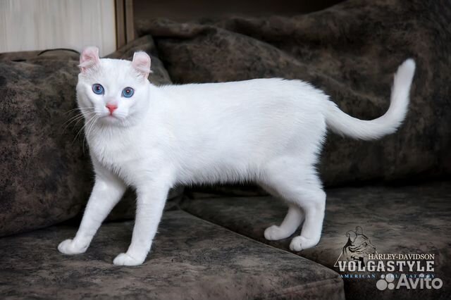 Harley-Davidson, американский кёрл мальчик