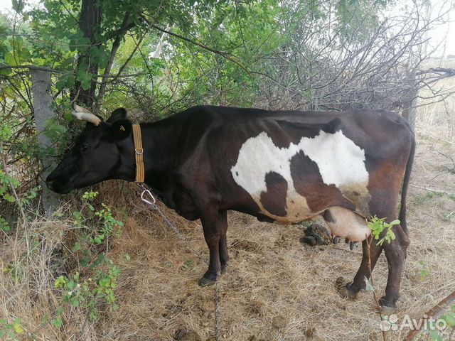 Продается корова