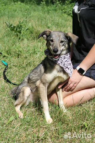 Маленькую собаку обижают в приюте