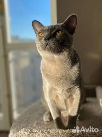 Бурманская Бурман