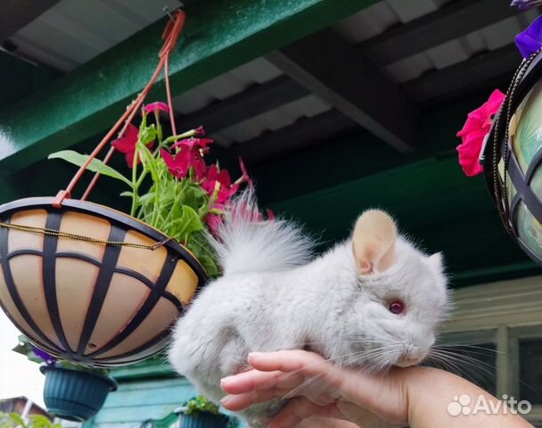 Шиншилла, бежевый бриллиант ангора