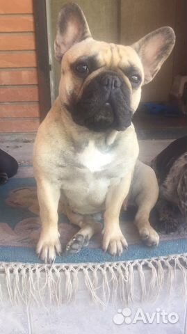 Французские шоколадки