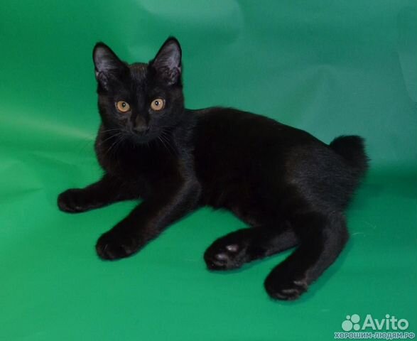 Черный котенок с коротким хвотиком