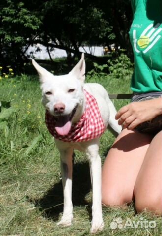 Виола грустит в приюте