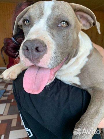 Щенки амстаффа