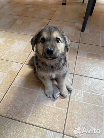 Бесплатно в добрые руки