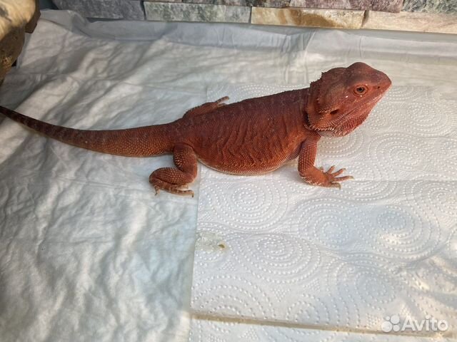 Бородатая агама