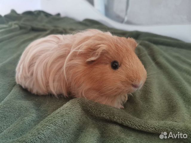 Морская свинка