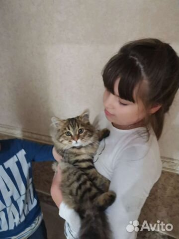 Найден кот с ошейником