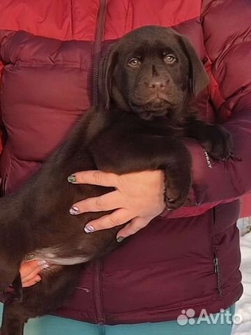 Шоколадный лабрадор девочка